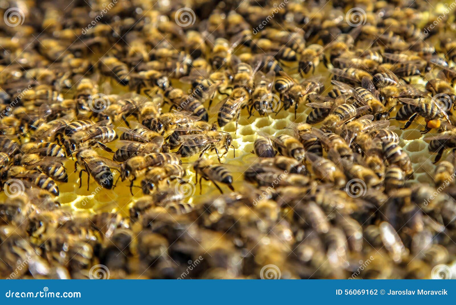 Bee swarm stock photo. Image of view, bees, honeycomb - 56069162