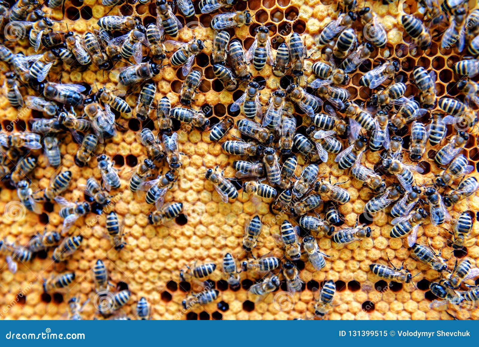 Bee Swarm on Honeycomb As Texture Stock Image - Image of effort, nature ...