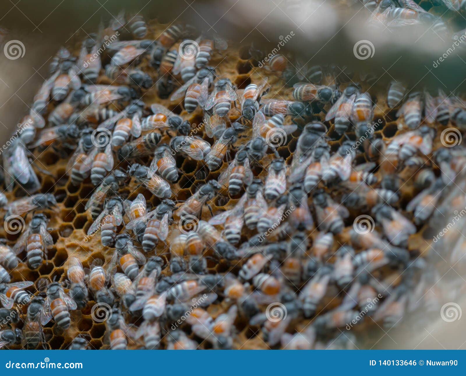 Bee swarm make a hive stock photo. Image of home, hive - 140133646