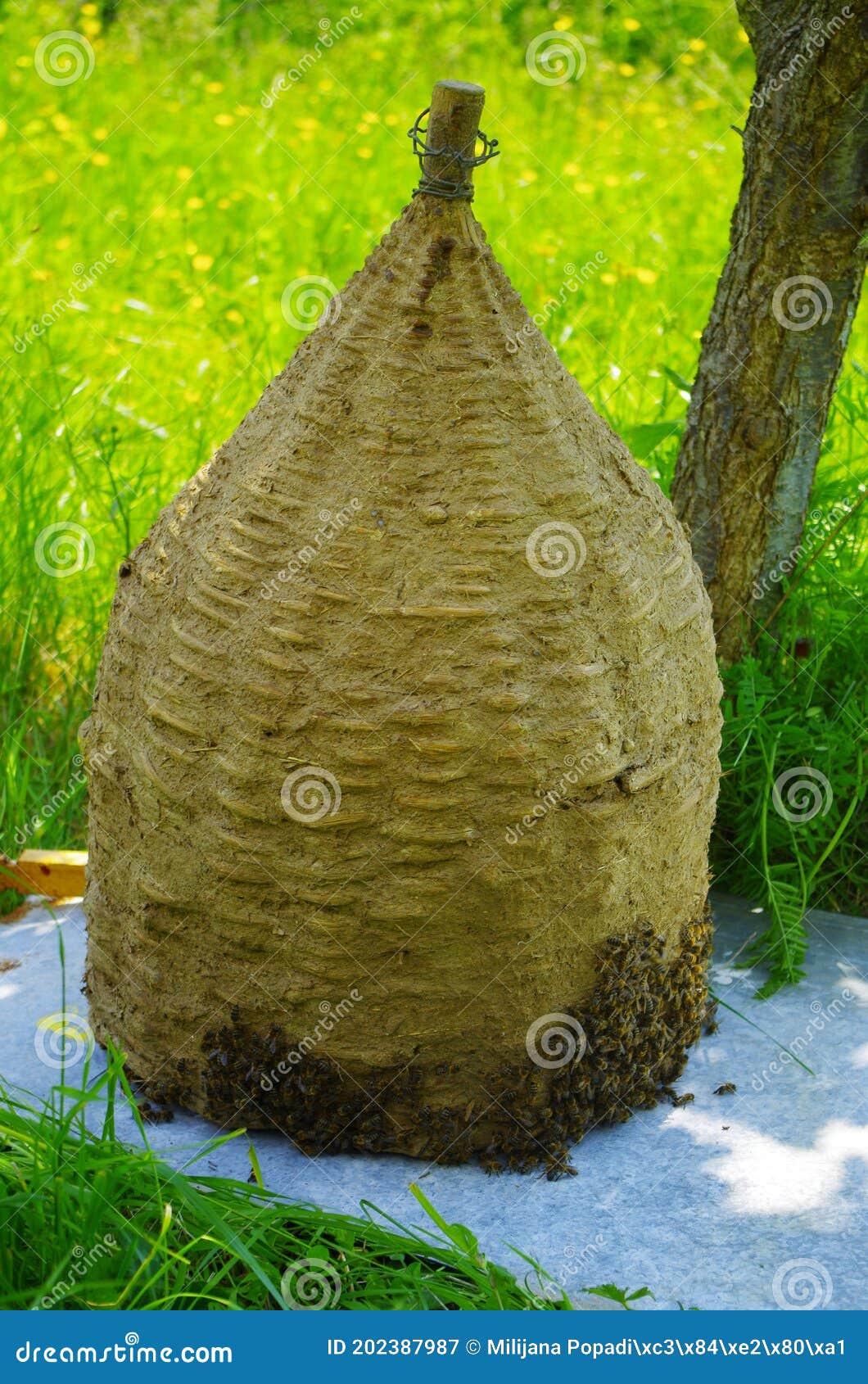 Bee Swarm, Bee Swarming in Spring Season. Stock Image - Image of hands ...