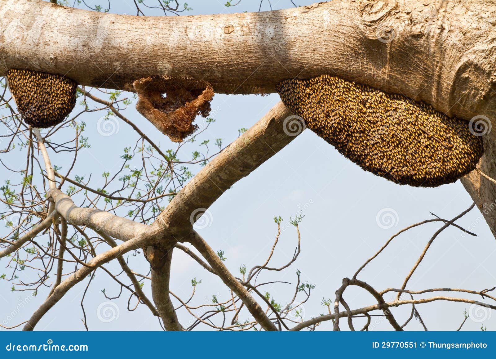 Bee swarm on tree stock image. Image of natural, sweet - 29770551