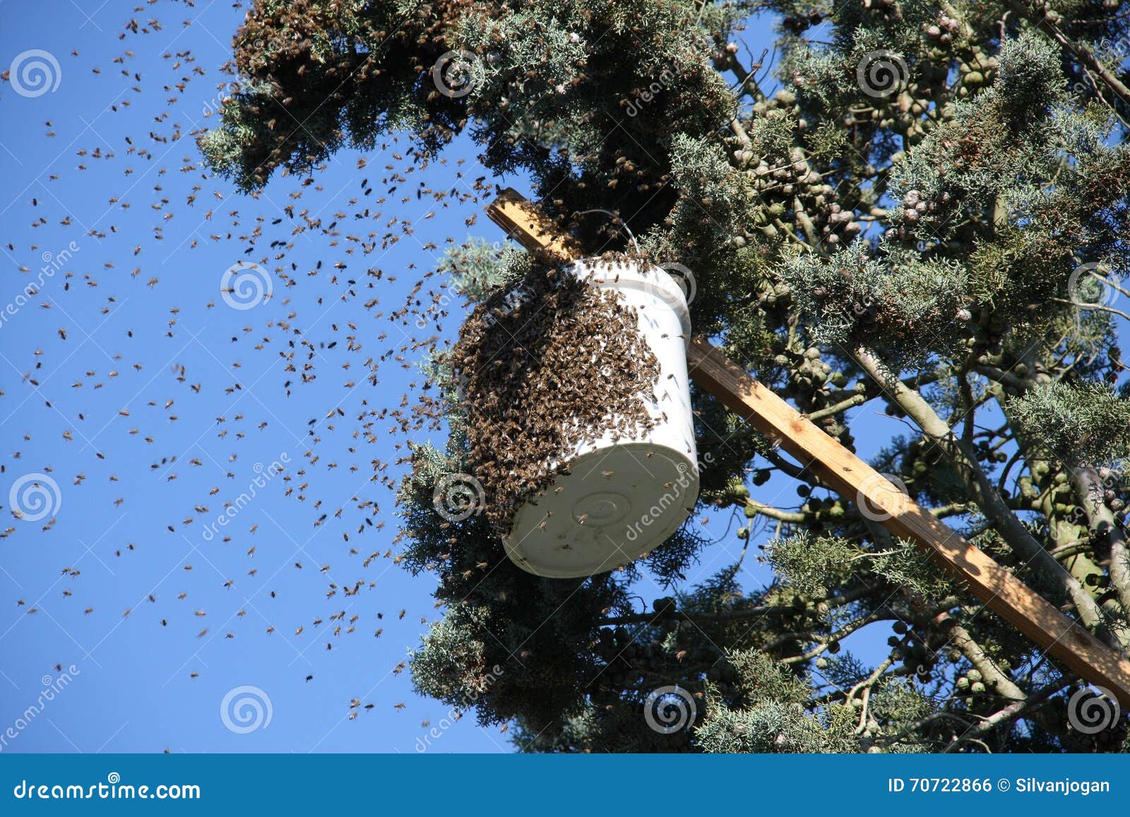 Bee swarm on a tree stock photo. Image of tree, plastic - 70722866
