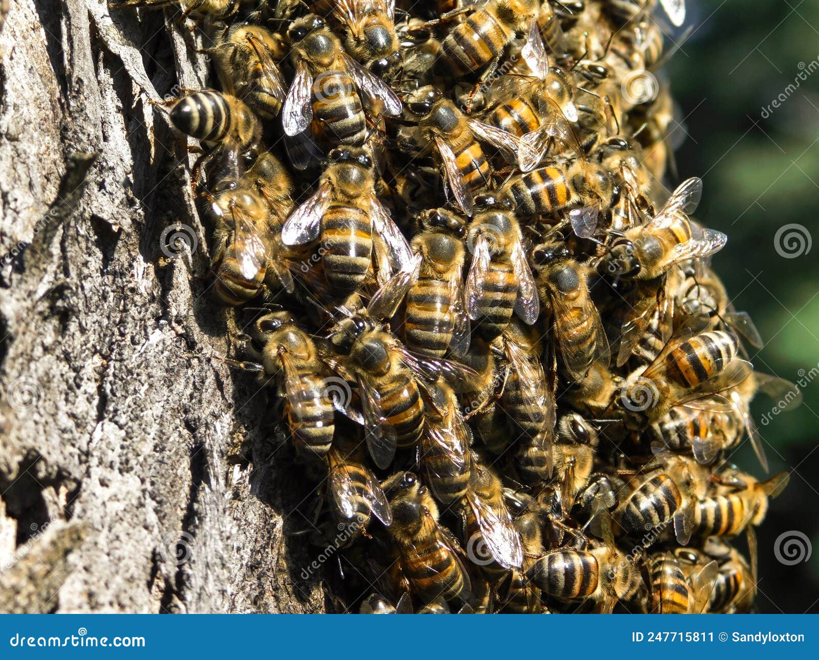 Bee swarm on tree stock image. Image of clustered, pine - 247715811