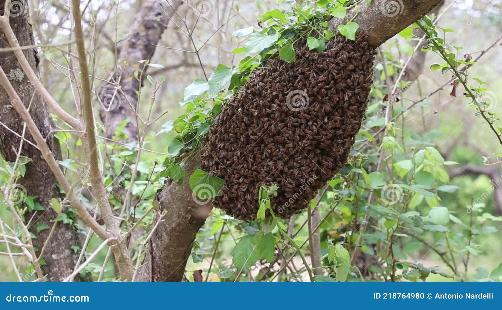 Bee swarm video stock footage. Video of apiarist, agriculture - 218764980