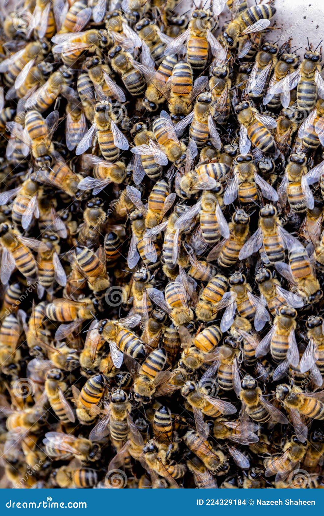 Bee Swarming stock photo. Image of together, gathering - 224329184
