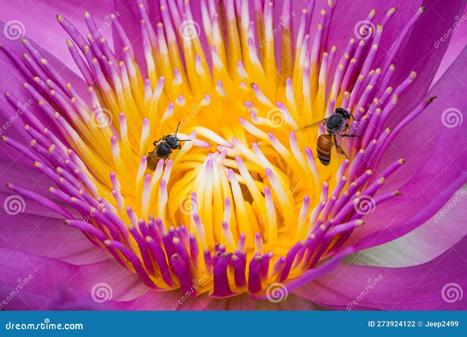 Bee Swarming on Lotus Flower. Stock Photo - Image of water, garden ...