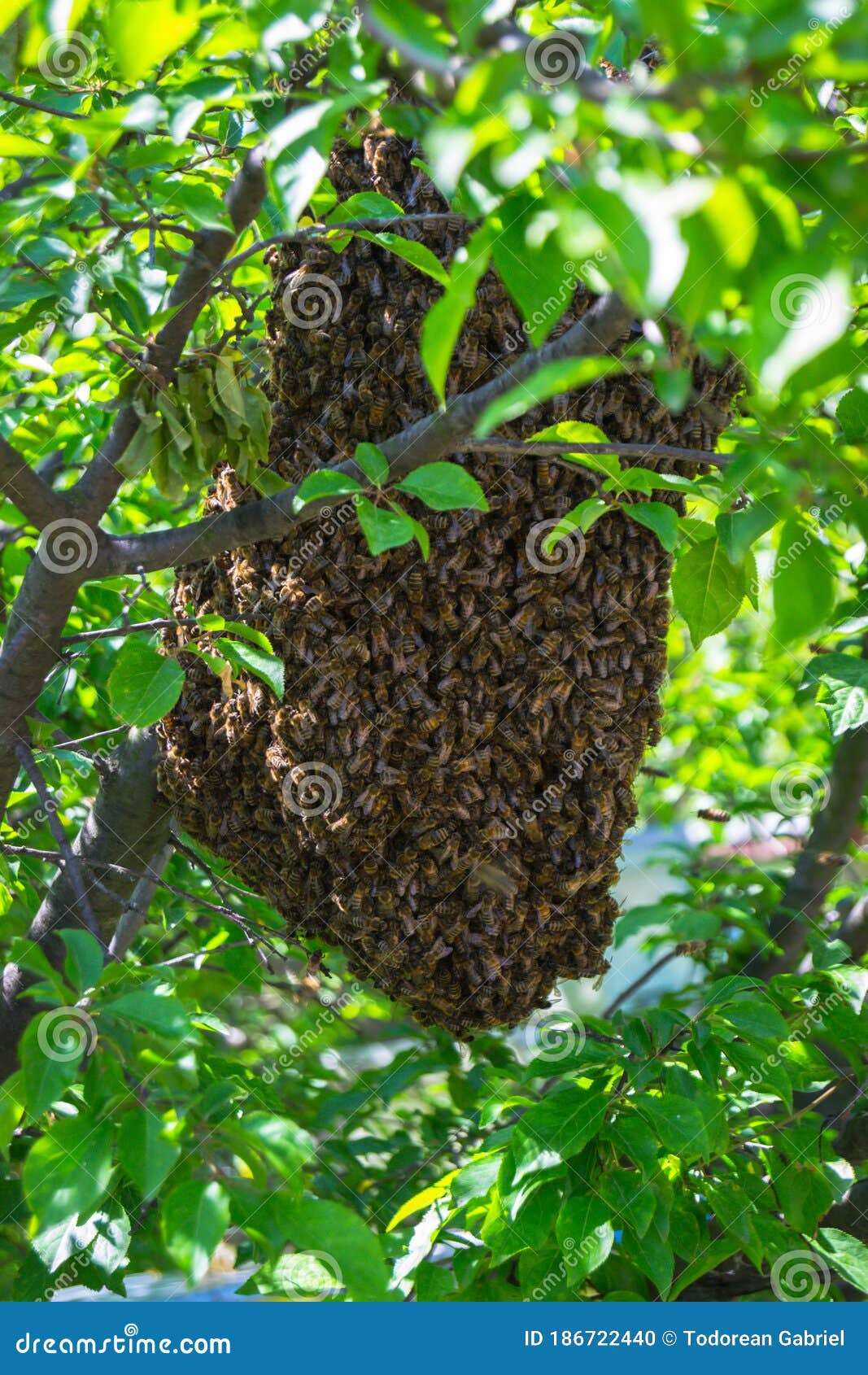 Bee Swarming in Spring Season Stock Photo - Image of animal, beehive ...