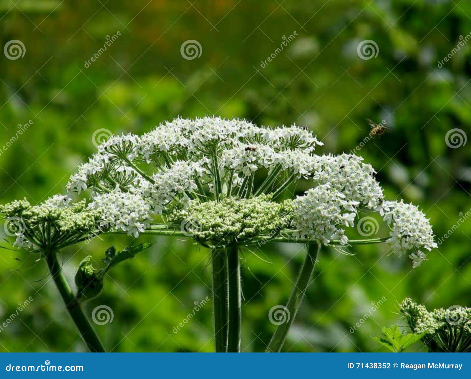 Bee Takeoff stock photo. Image of taking, plant, takeoff - 71438352