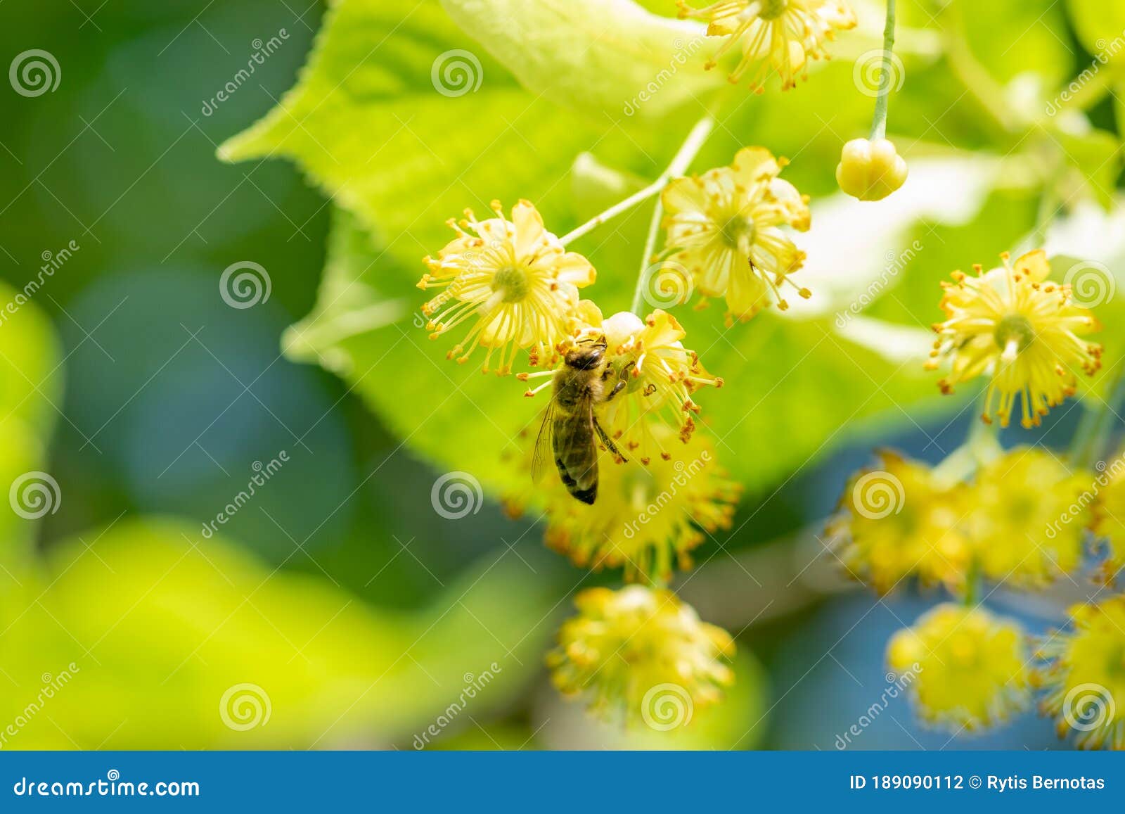 Bee Taking Nectar from Lime Tree Stock Photo - Image of insect, green ...