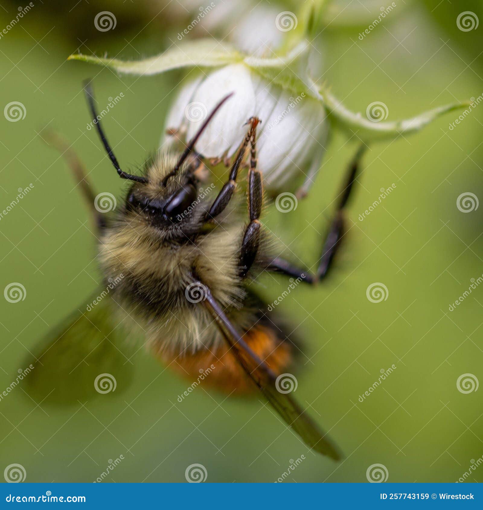 Bee Taking Pollen from a Flowering Daisy, Macro Stock Image - Image of ...
