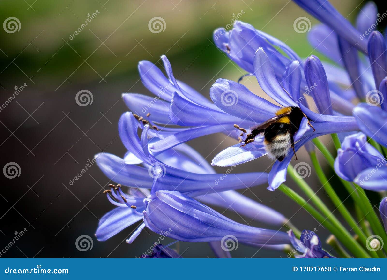 Bee Taking Pollen from Flowers Under the Sun Stock Photo - Image of ...