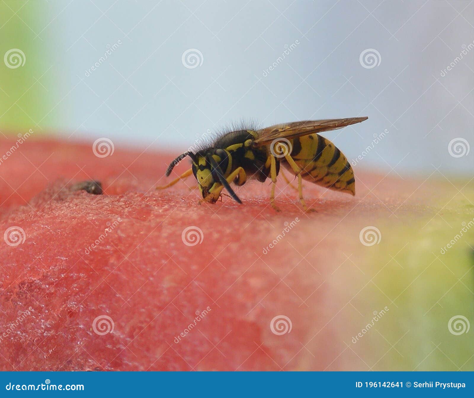 Bee Tastes Watermelon Fresh Juice Stock Image - Image of healthy ...