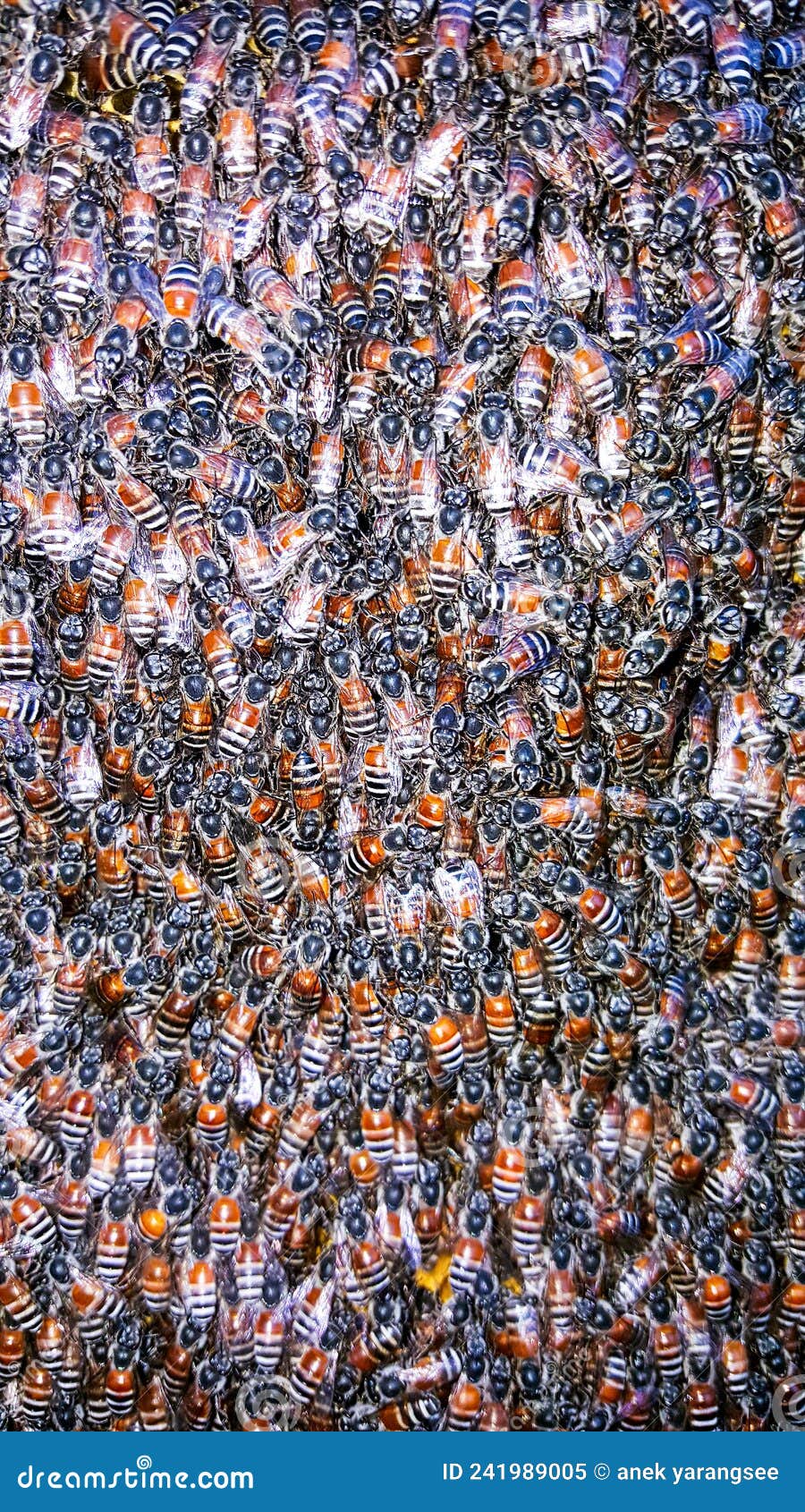 Bee texture blackground stock image. Image of apis, invertebrate ...