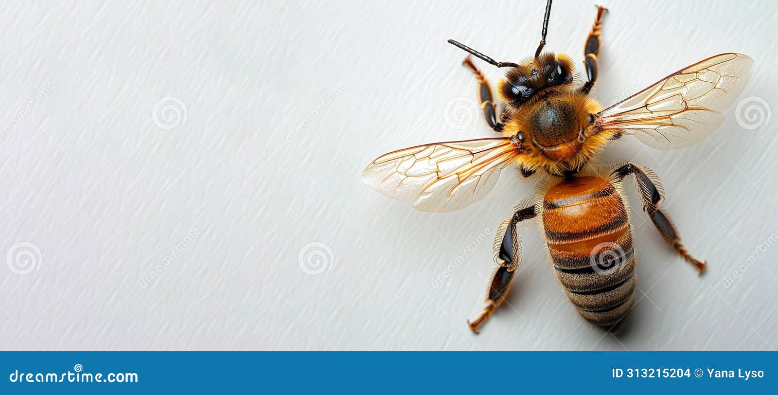 Bee on a Textured White Surface with Translucent Wings. Close-up of a ...