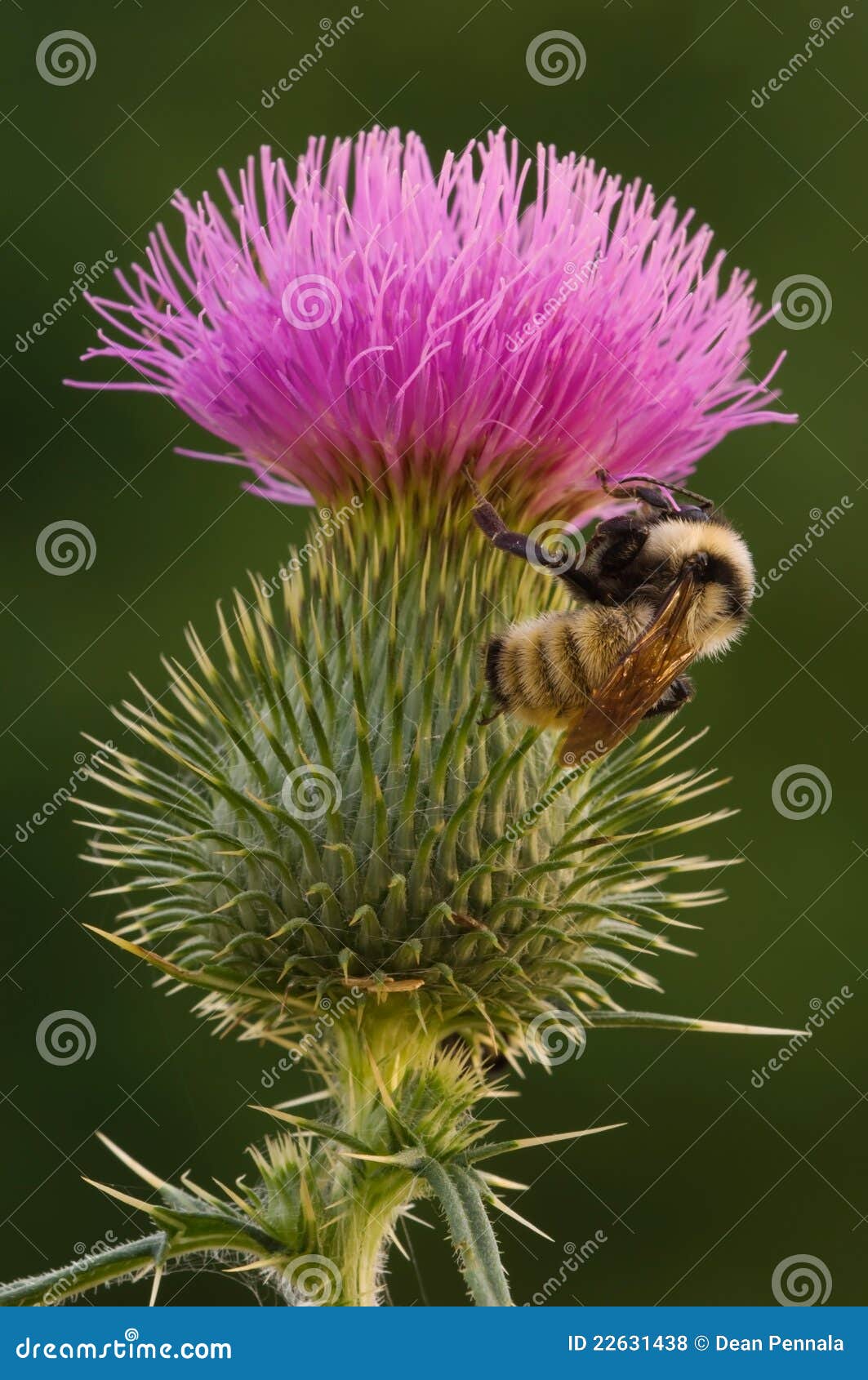 Bee on Thistle stock photo. Image of perched, natural - 22631438
