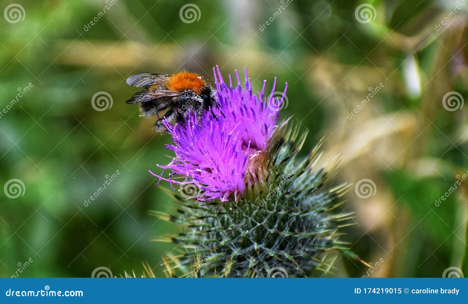 Bee on a thistle stock image. Image of thistle, flower - 174219015