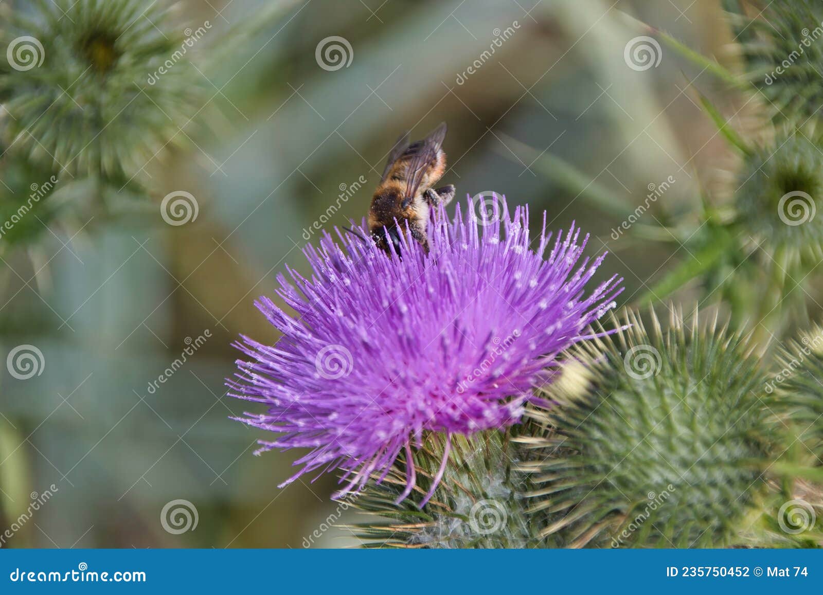 Bee on a thistle stock photo. Image of pollination, animal - 235750452