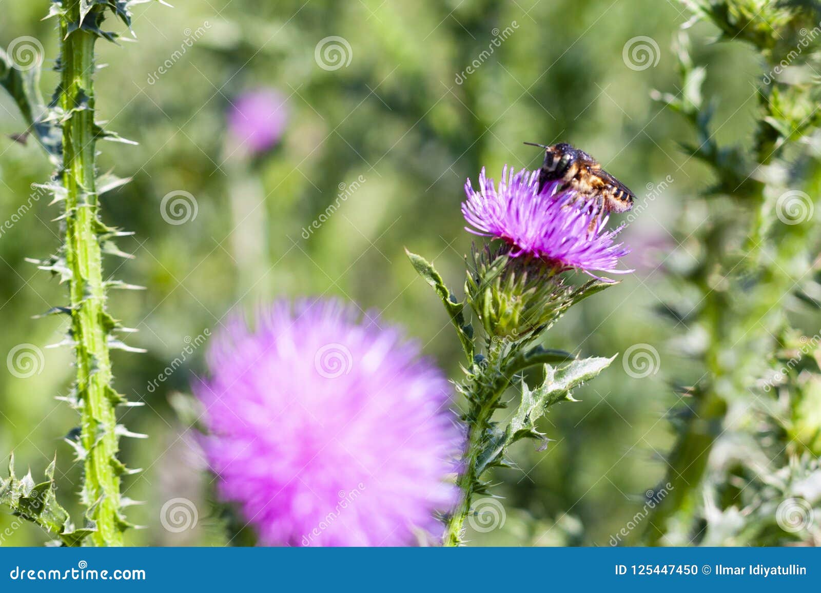 A bee on a thistle. stock photo. Image of wild, flowers - 125447450