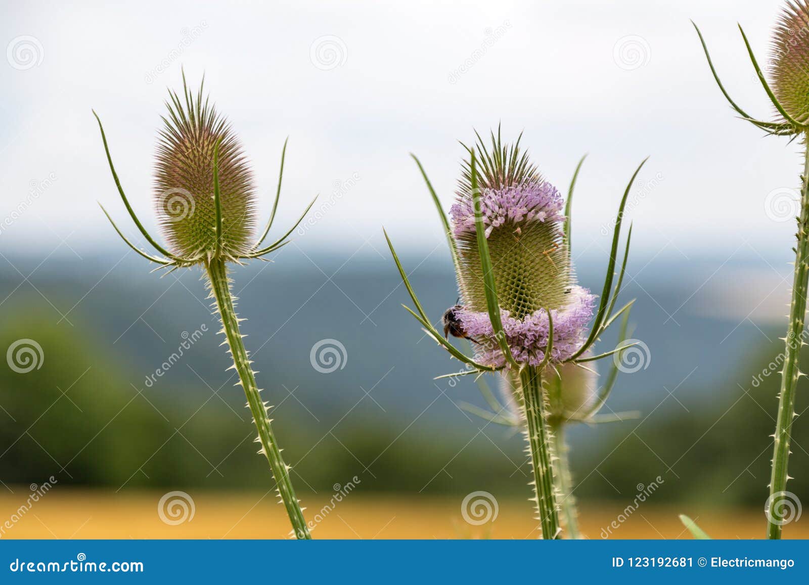 Bee on a thistle stock image. Image of nature, stinging - 123192681