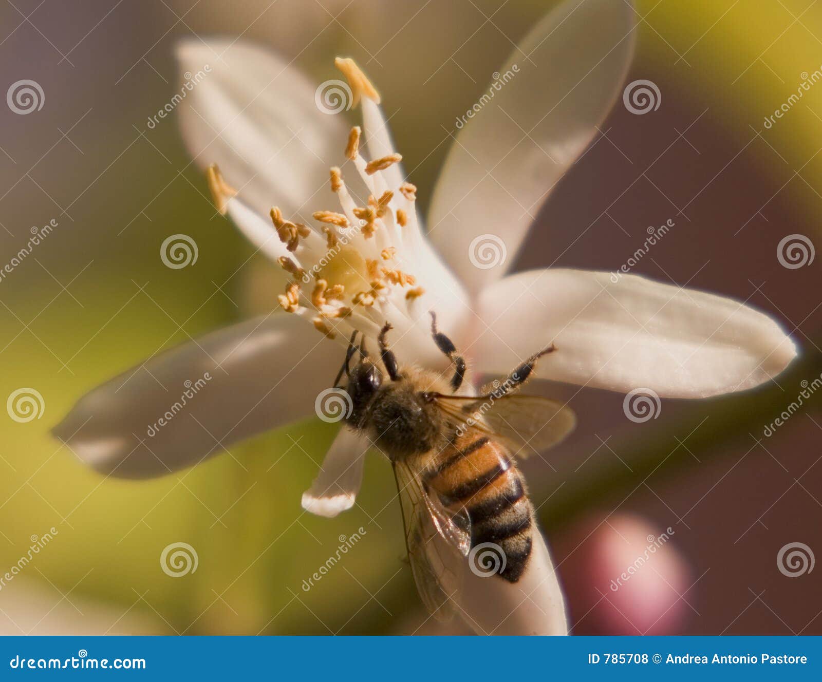 Bee - time to lunch stock photo. Image of wild, insects - 785708