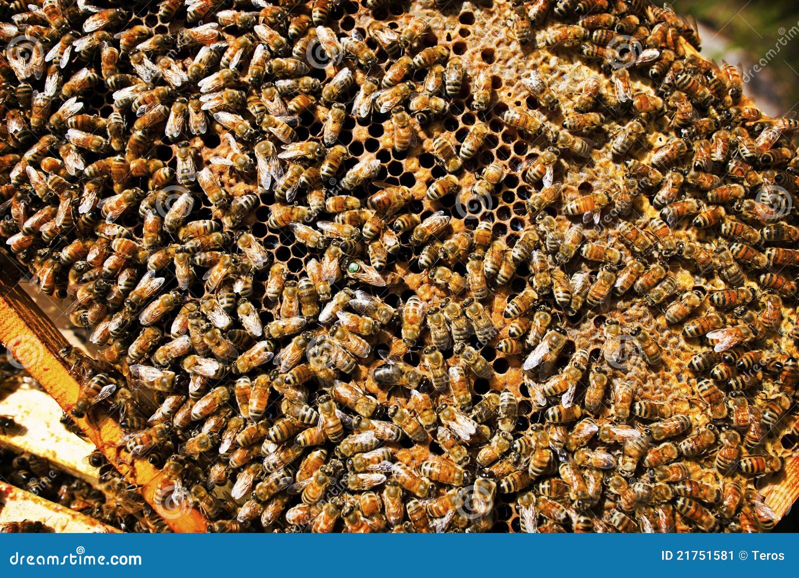 Bee in to nature stock image. Image of macro, busy, honeycomb - 21751581