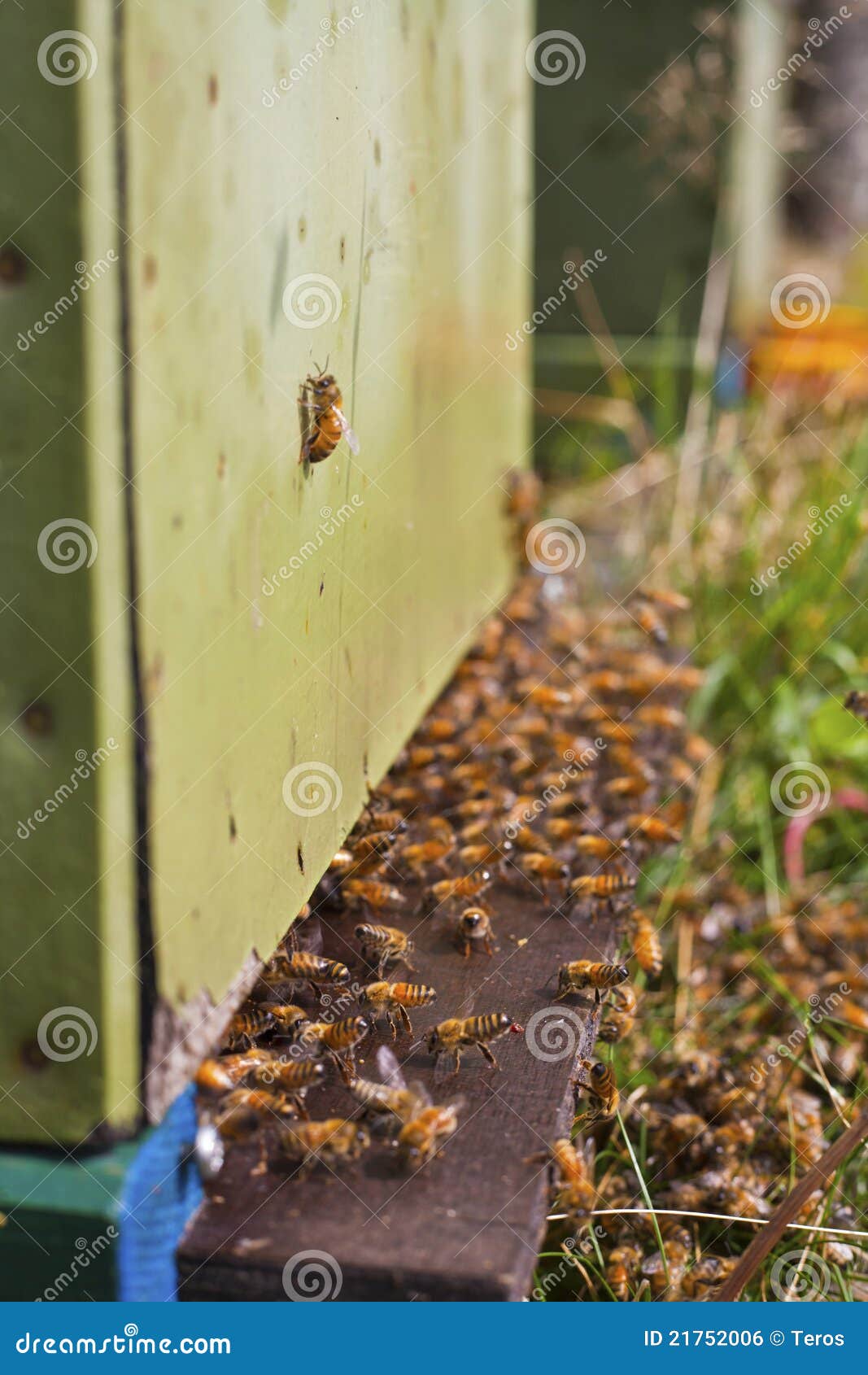 Bee in to nature stock photo. Image of beekeeper, golden - 21752006