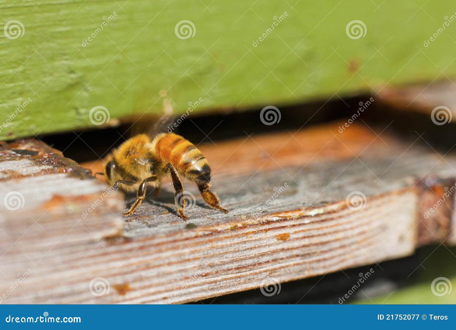 Bee in to nature stock image. Image of honey, beekeeper - 21752077