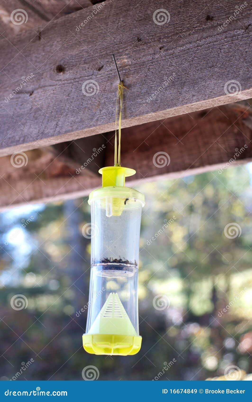 Bee Trap stock image. Image of yellow, humane, exterminate - 16674849