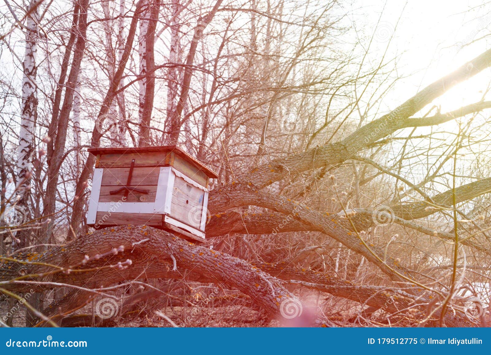 A Bee Trap on a Fallen Tree Stock Image - Image of catching, biology ...