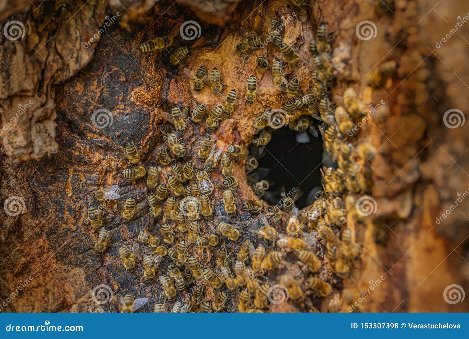 A Bee Tree - Bees Apis Mellifera Living in Tree Stock Photo - Image of ...