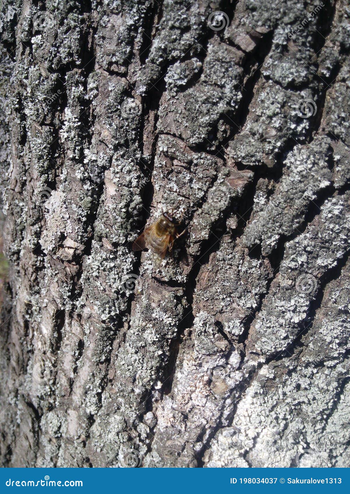 Bee Tree - Bees Apis Mellifera Living in Tree Stock Image - Image of ...