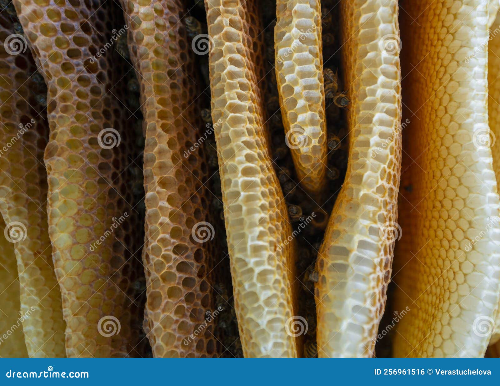 The Bee Tree - Bees Apis Mellifera Living in Hive from Big Tree Stock ...