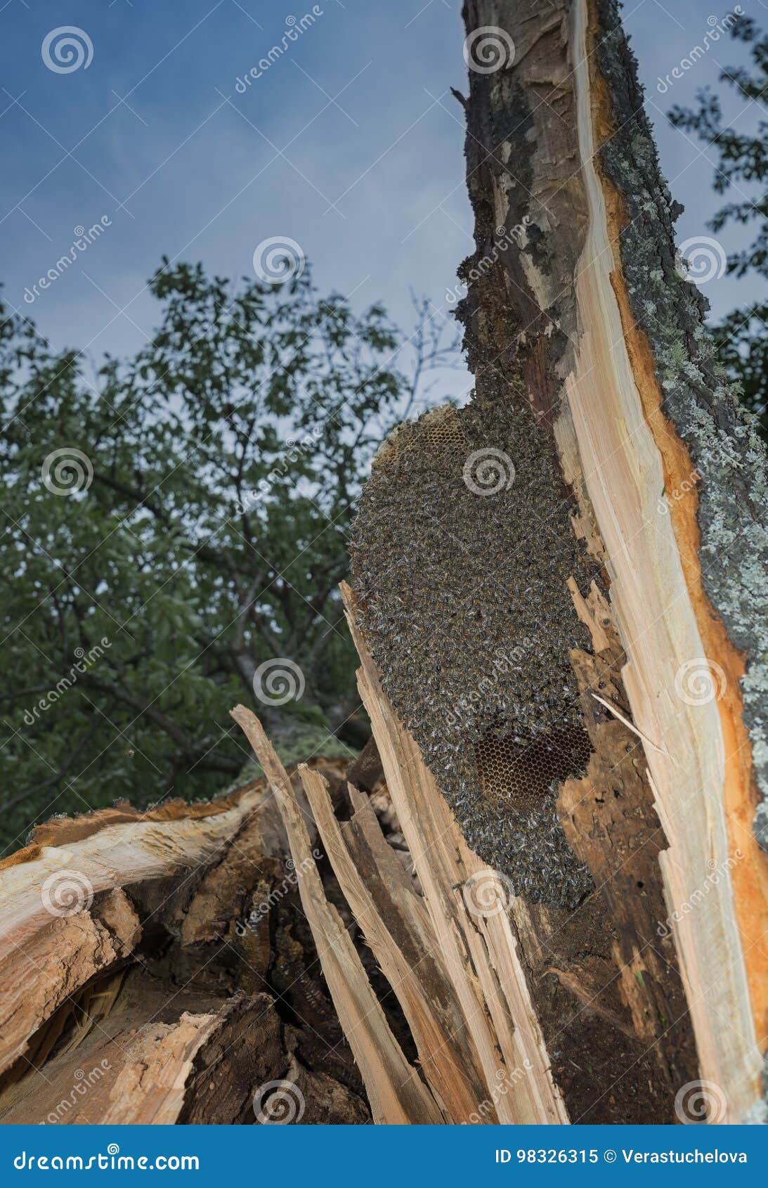 Bee Tree - Bees Apis Mellifera Living in Tree Stock Image - Image of ...
