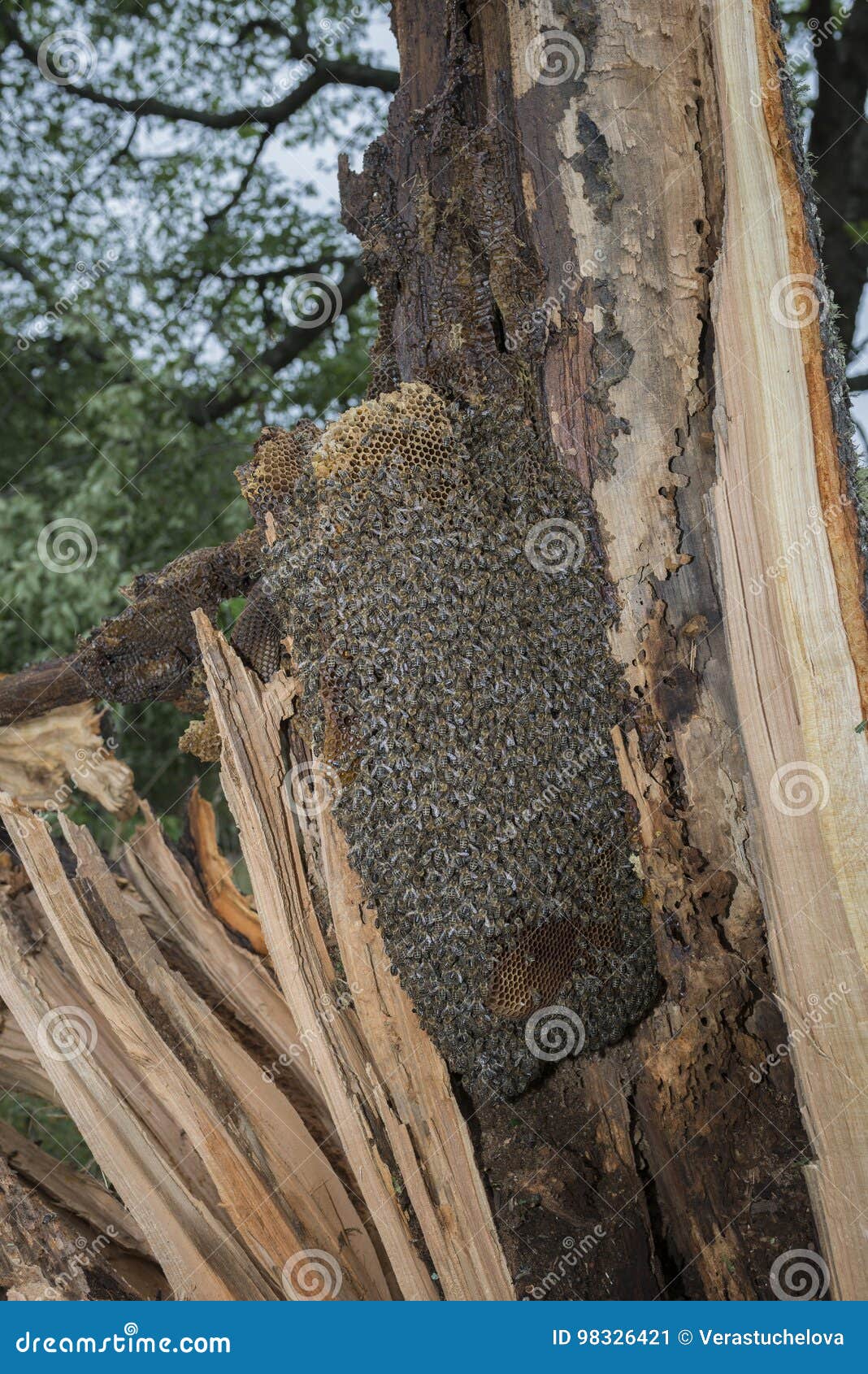 Bee Tree - Bees Apis Mellifera Living In Tree Royalty-Free Stock ...