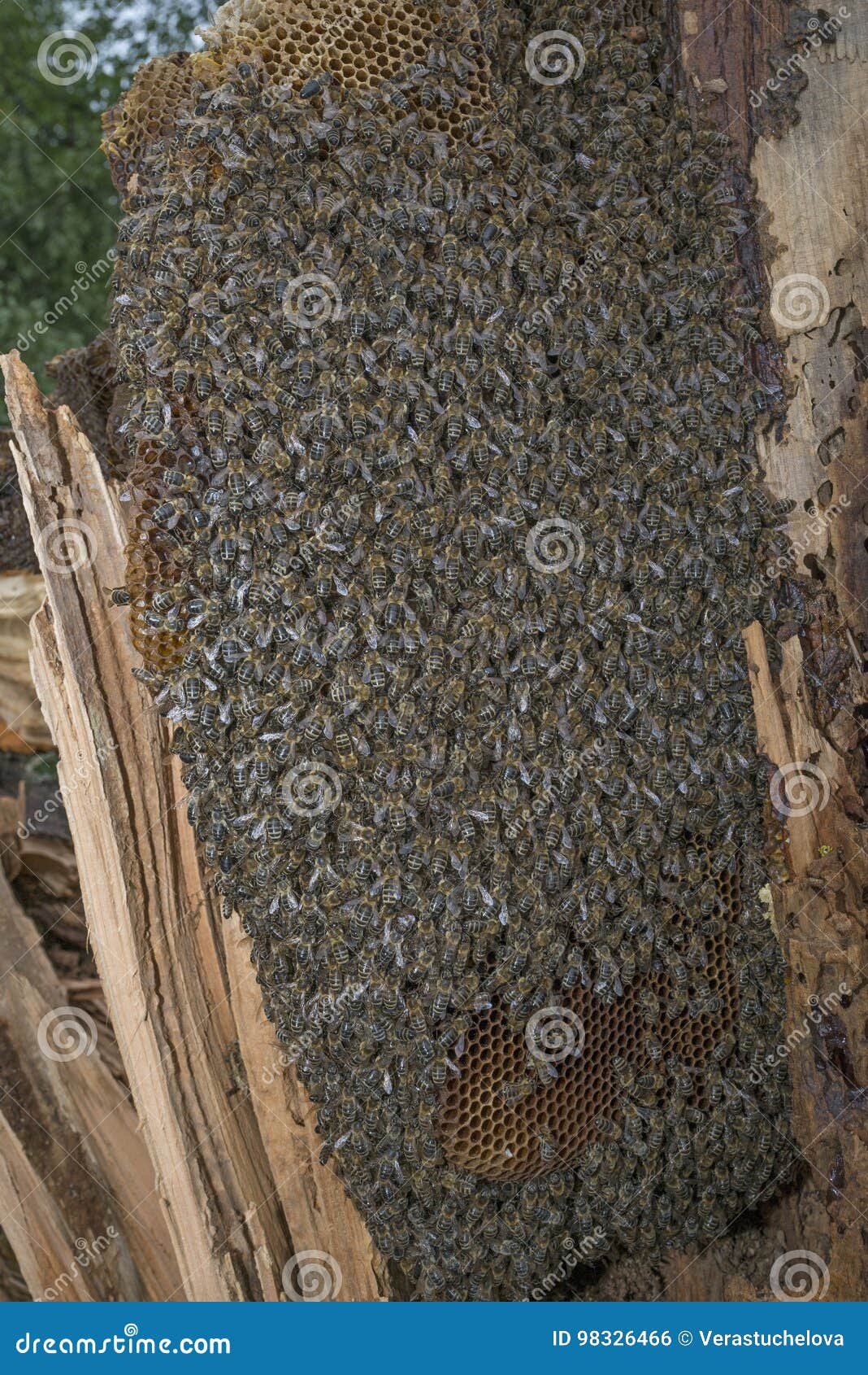Bee Tree - Bees Apis Mellifera Living in Tree Stock Photo - Image of ...