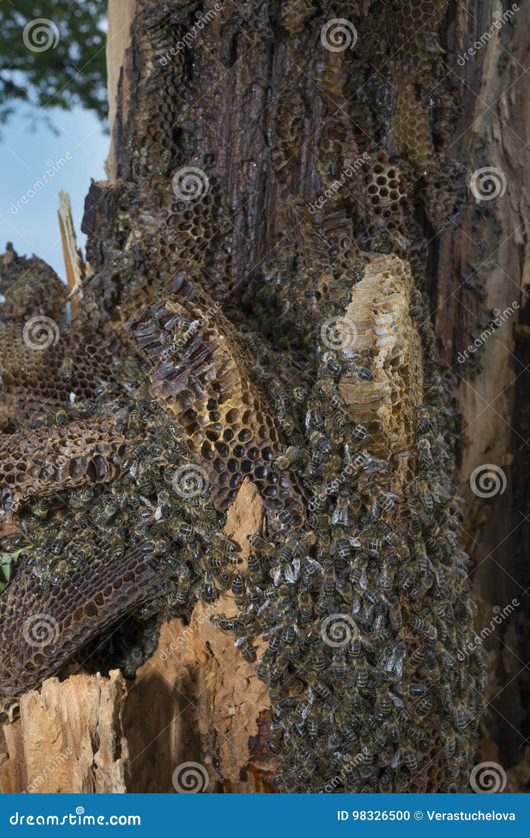 Bee Tree - Bees Apis Mellifera Living In Tree Royalty-Free Stock ...