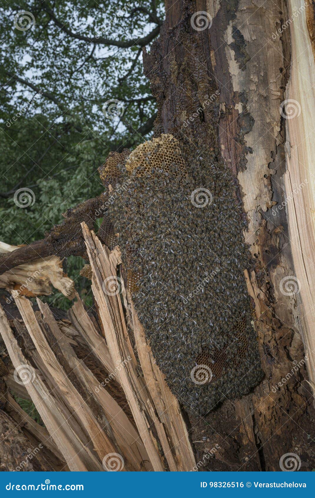 Bee Tree - Bees Apis Mellifera Living in Tree Stock Photo - Image of ...