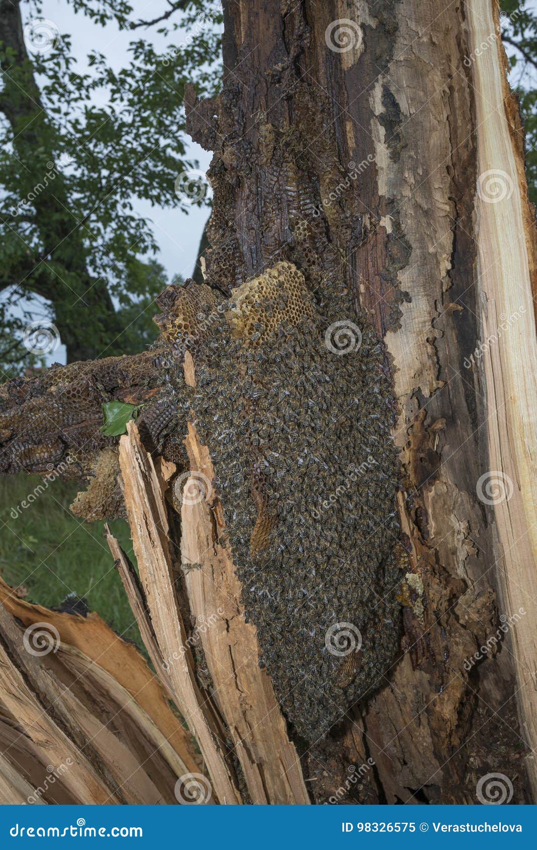 Bee Tree - Bees Apis Mellifera Living in Tree Stock Image - Image of ...