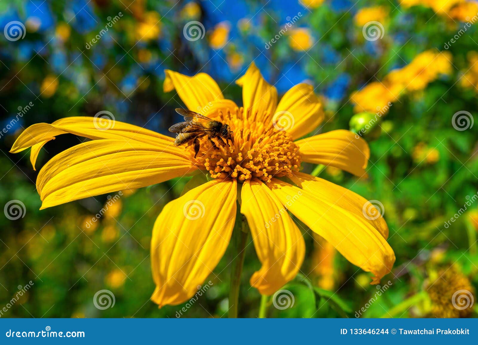 Bee on Tree Marigold or Mexican Flower Blooming and Blue Sky Stock ...