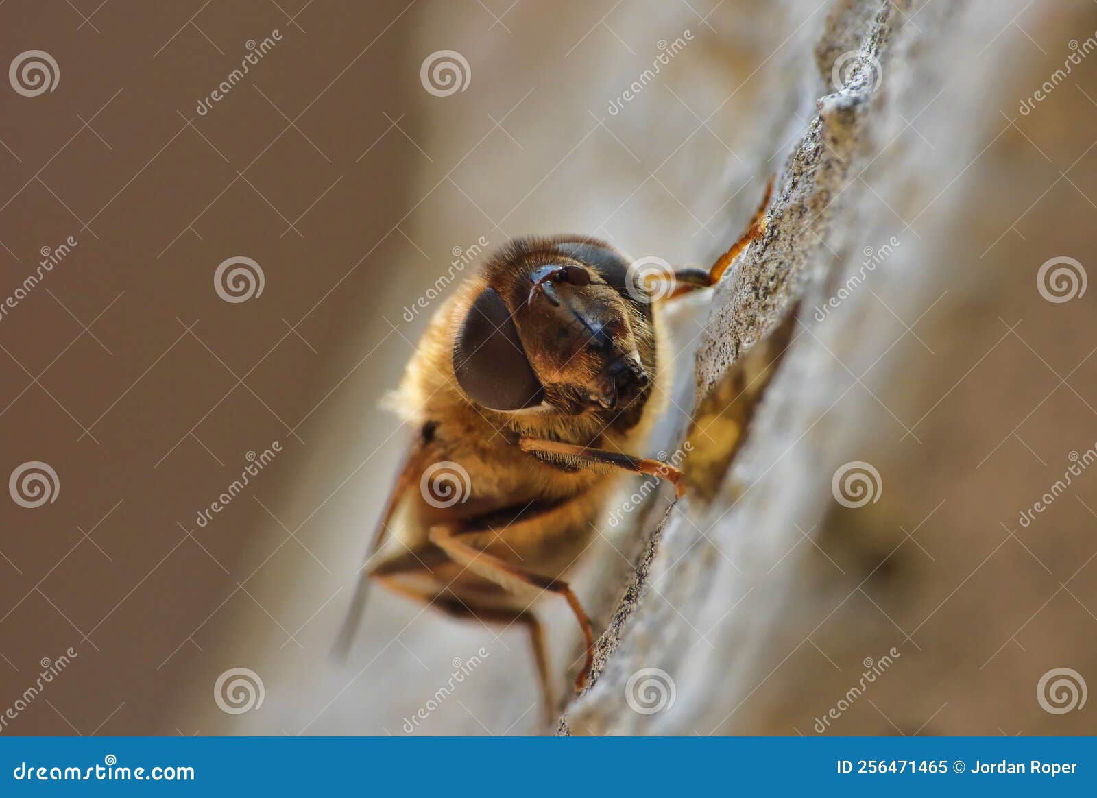 Bee on tree stump stock image. Image of closeup, pollen - 256471465