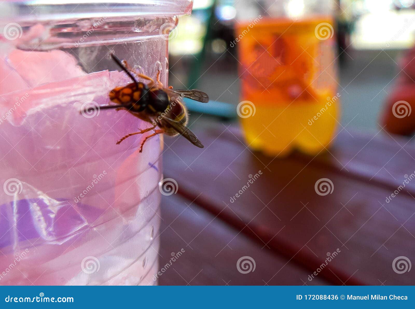 Bee Trying To Drink from a Glass of Soda Stock Photo - Image of insect ...