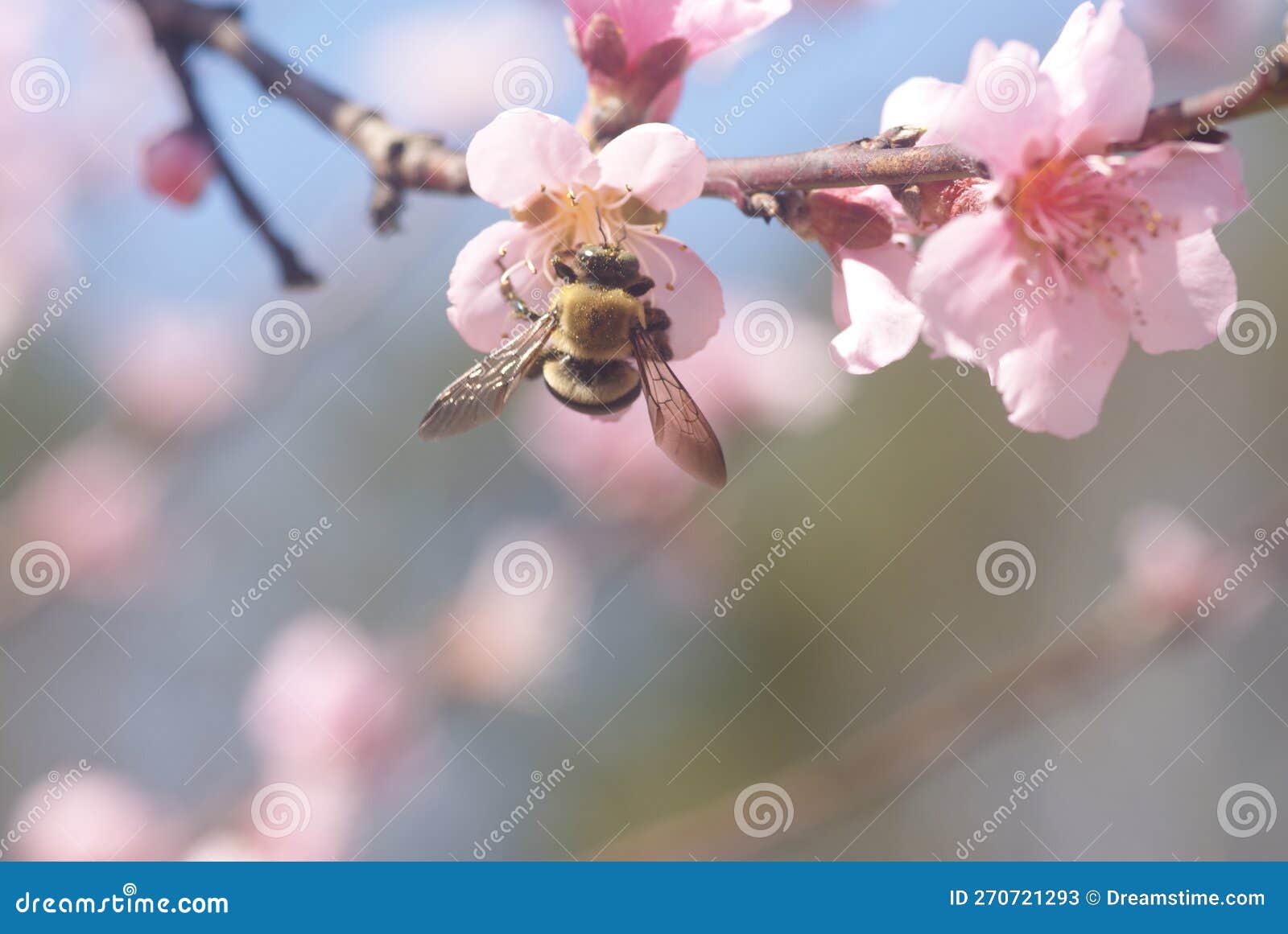 Bee turned upside down stock image. Image of upside - 270721293