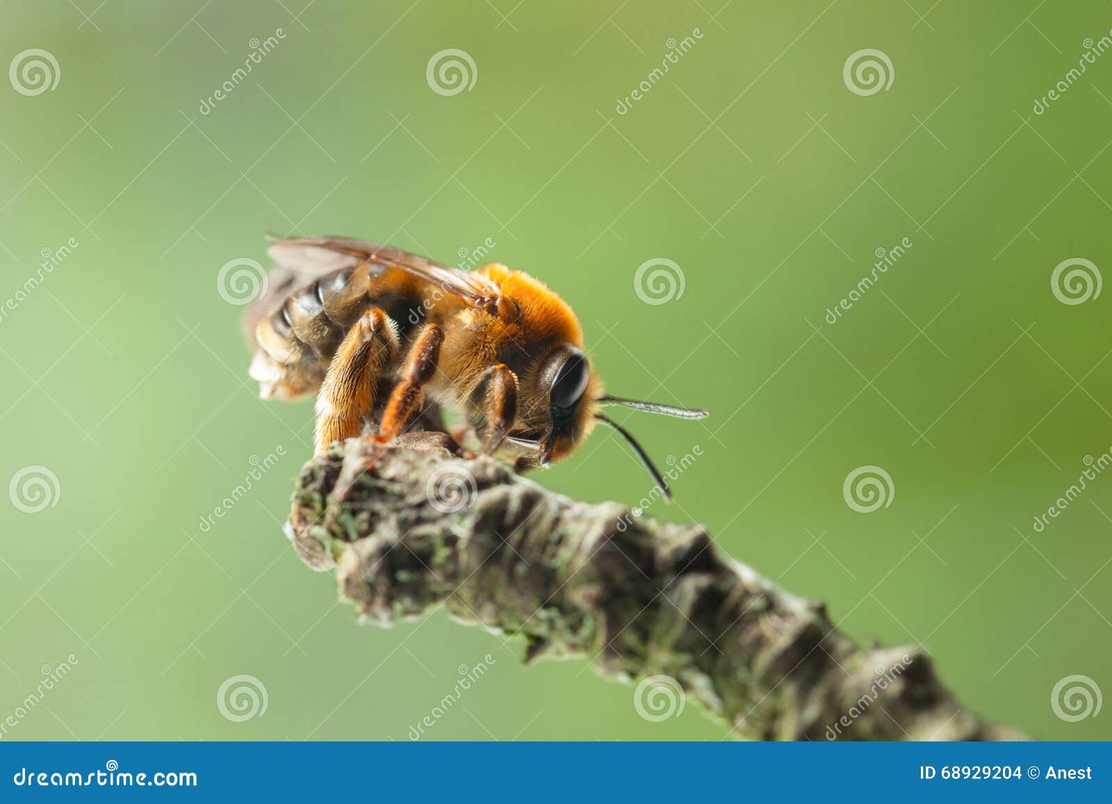 Bee on twig stock photo. Image of honey, springtime, insect - 68929204