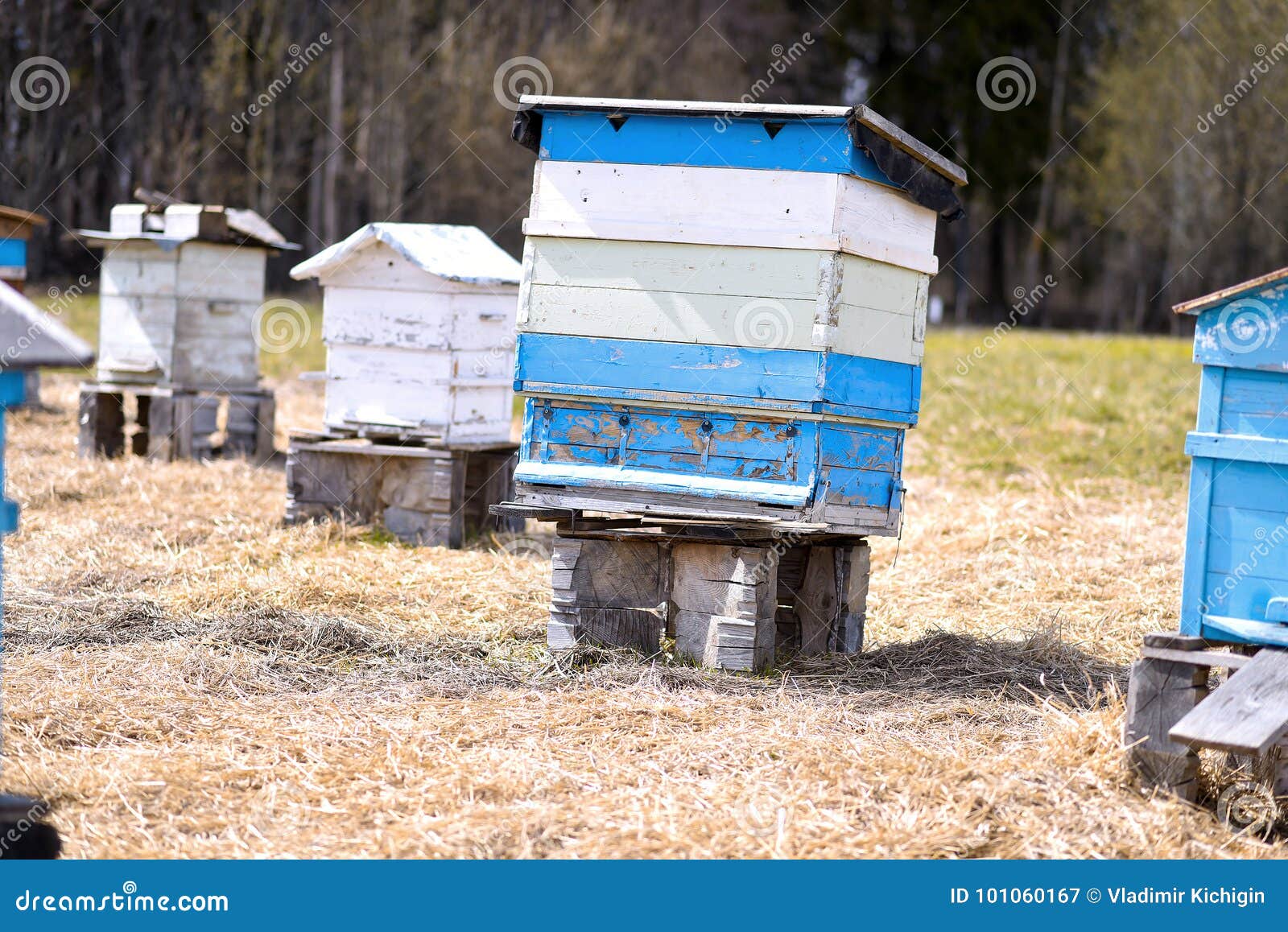 Bee ulii standing in field stock image. Image of garden - 101060167