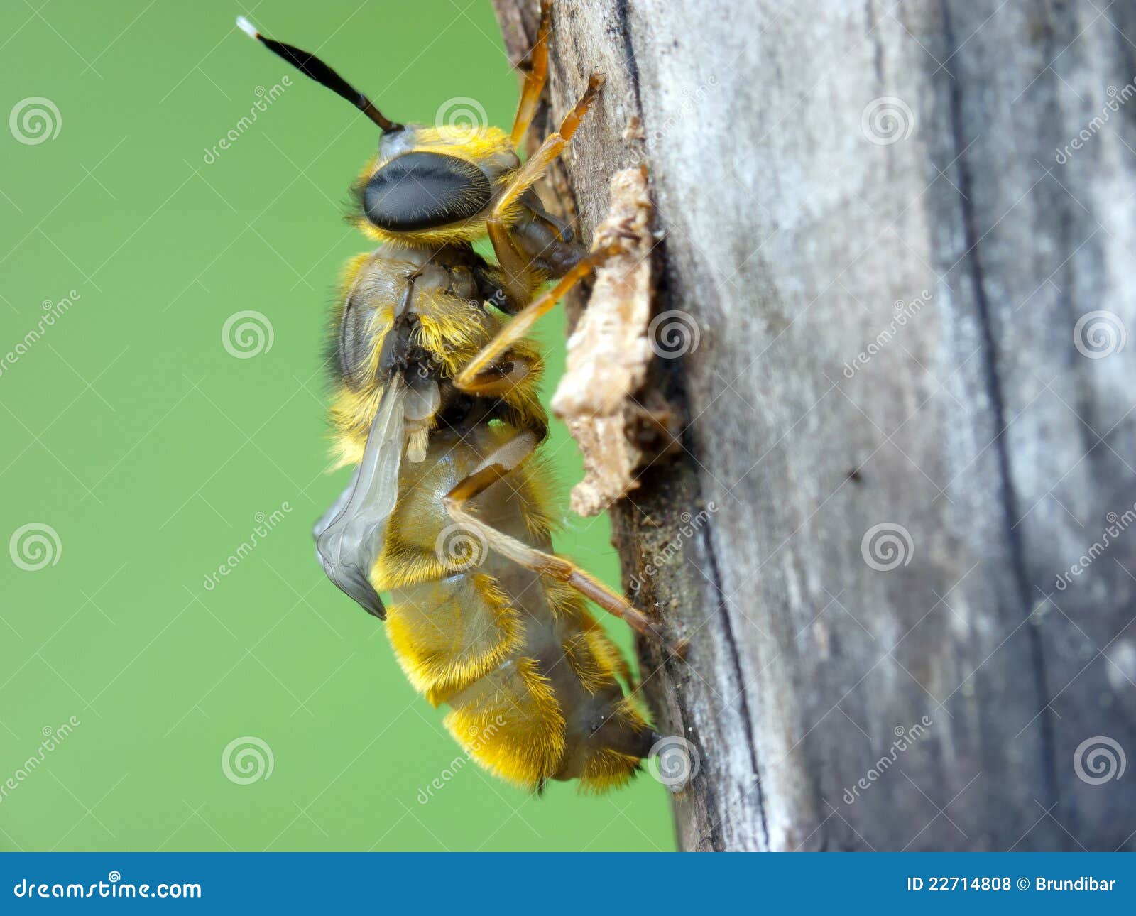 Bee with Underdeveloped Wings Stock Photo - Image of nature, wings ...