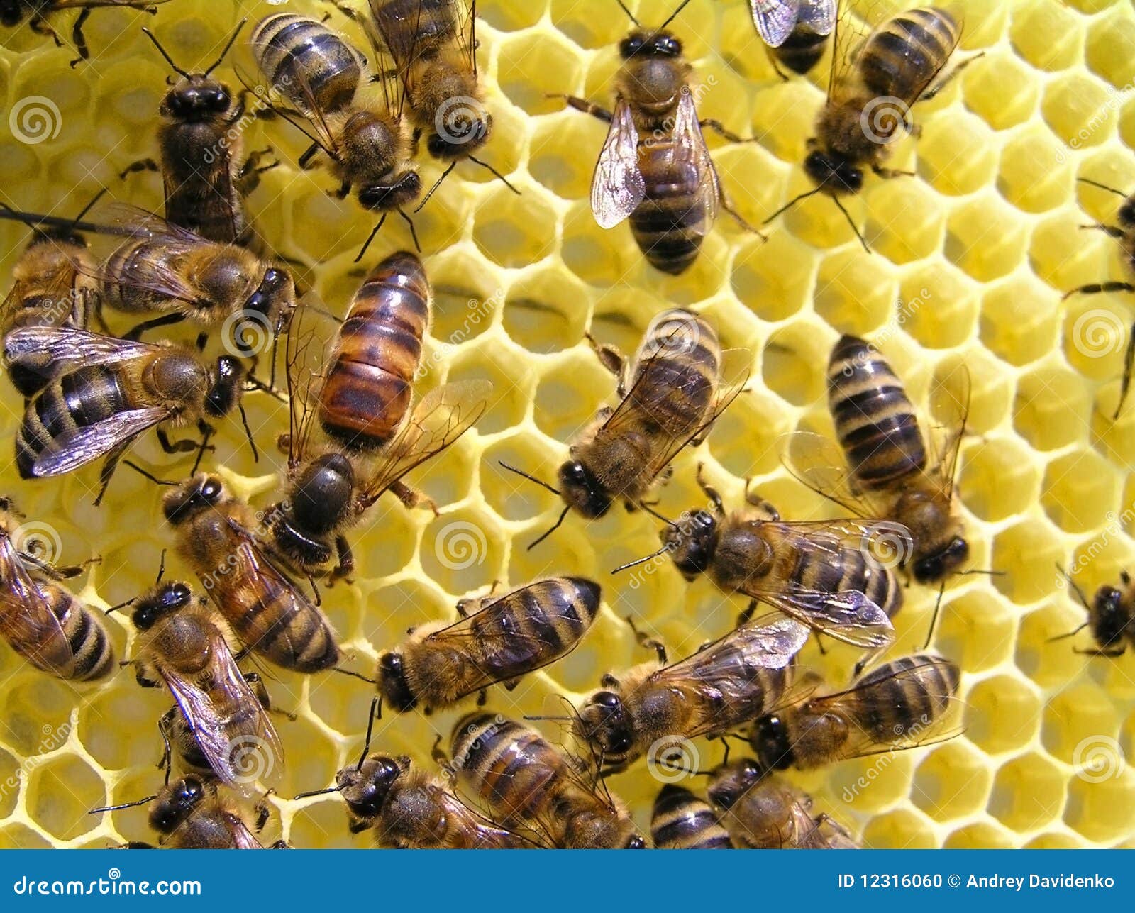 Bee uterus stock photo. Image of beehives, clever, uterus - 12316060