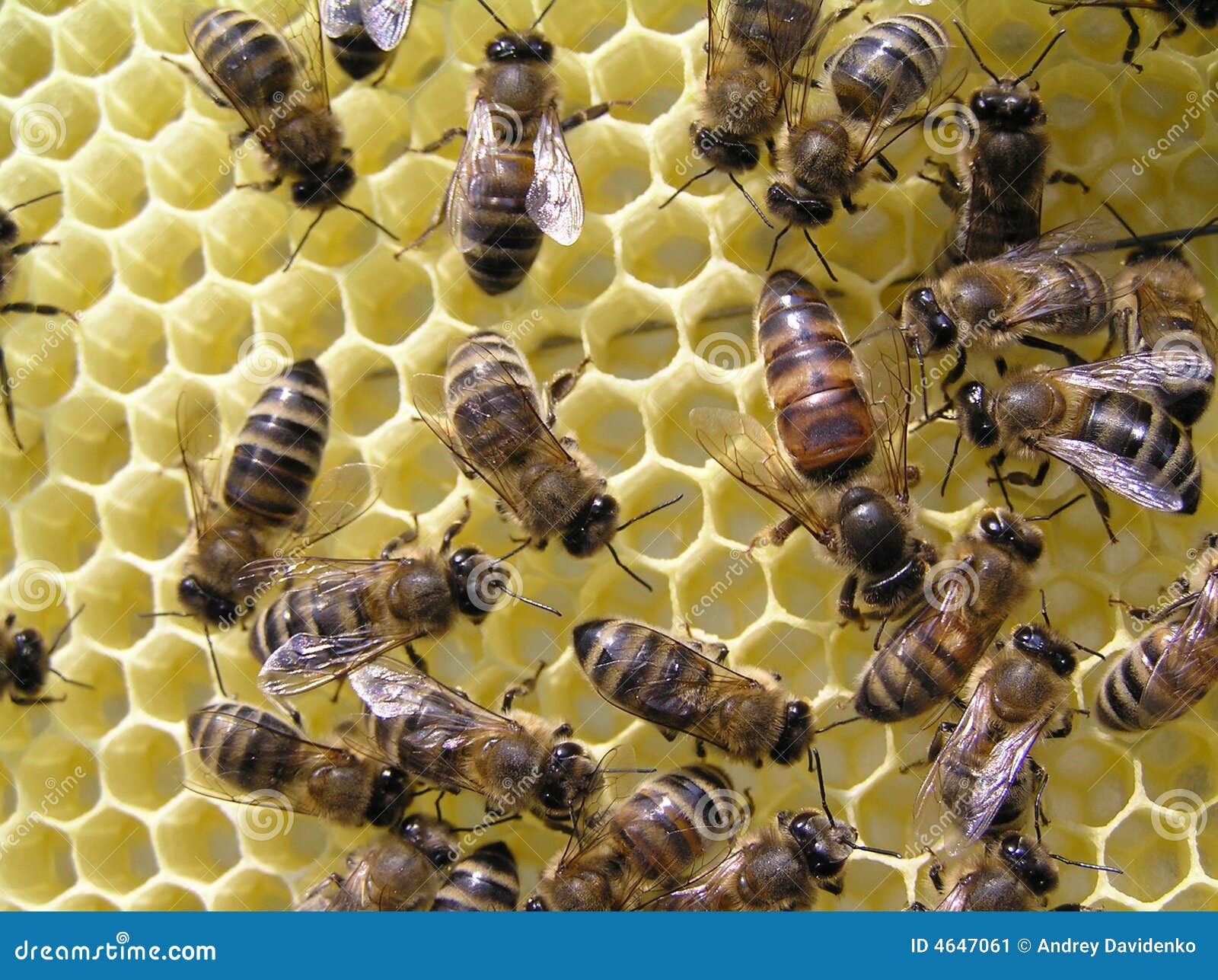 Bee Uterus Picture. Image: 4647061