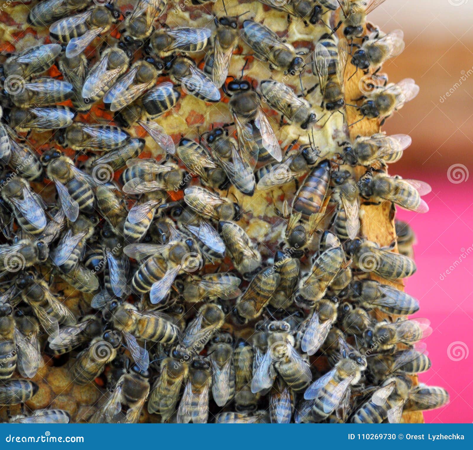 Bee Is A Uterus On A Beehive Frame Royalty-Free Stock Photo ...