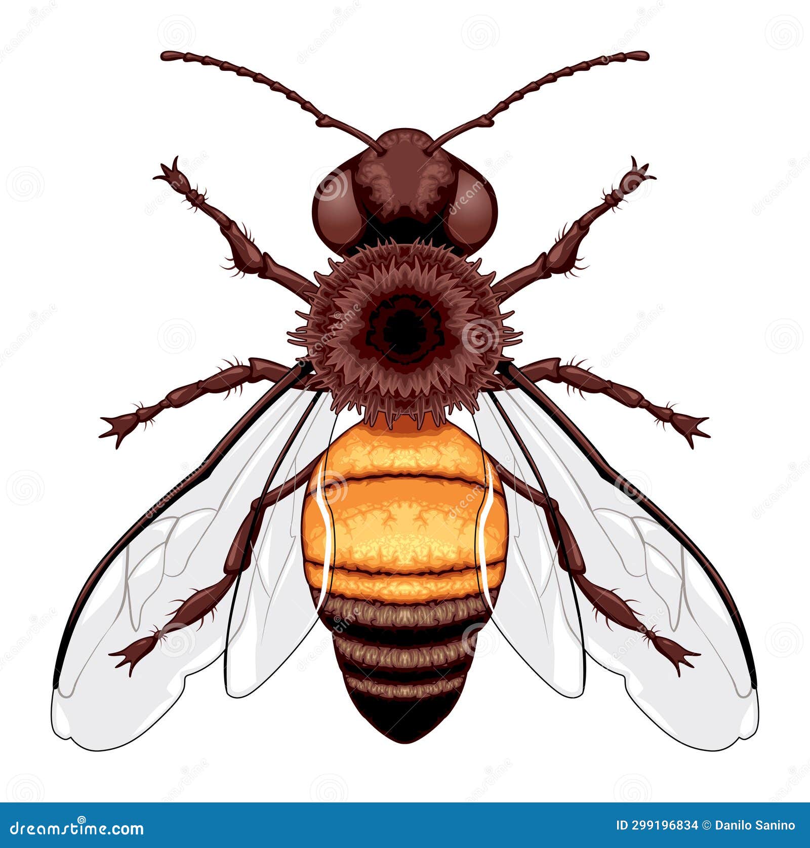 Bee Top View, Vector Isolated Animal Stock Illustration - Illustration ...