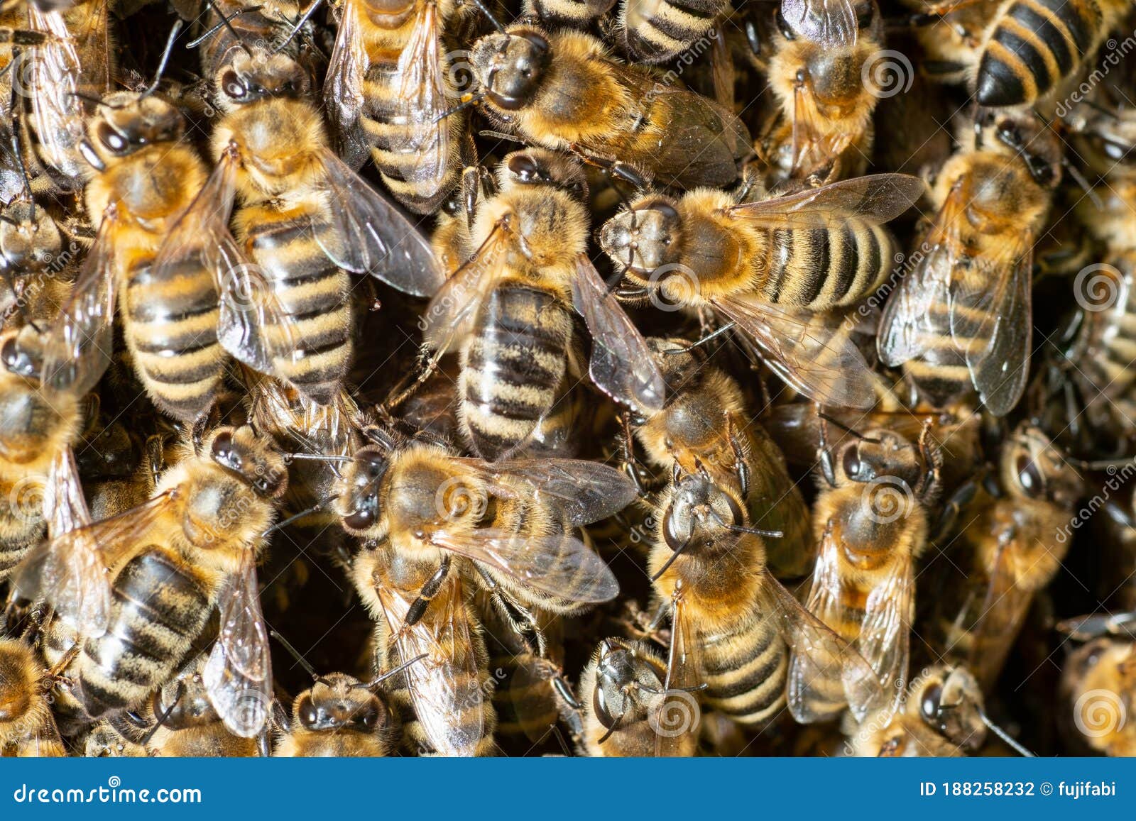 Close Up View of a Bee Cluster Stock Photo - Image of brown, beehive ...